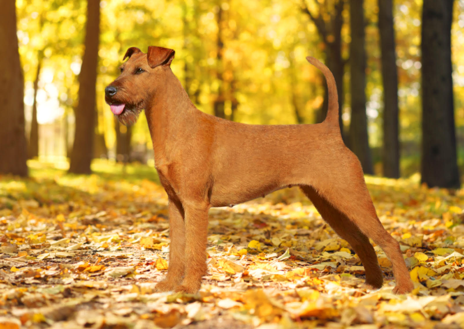 Irish Terriers at Glenstal Jessica & Jess Nash